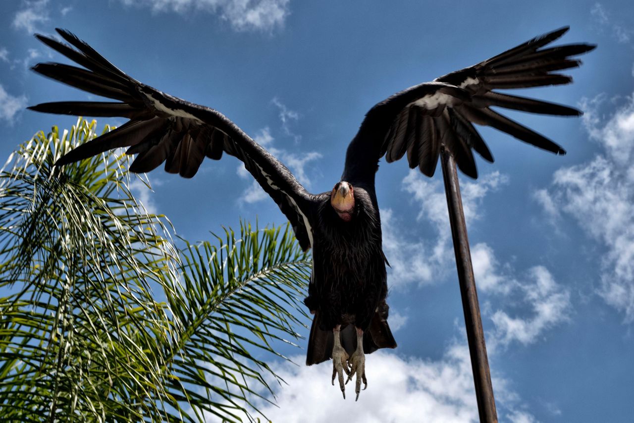 California condors confront bird flu in flight from extinction