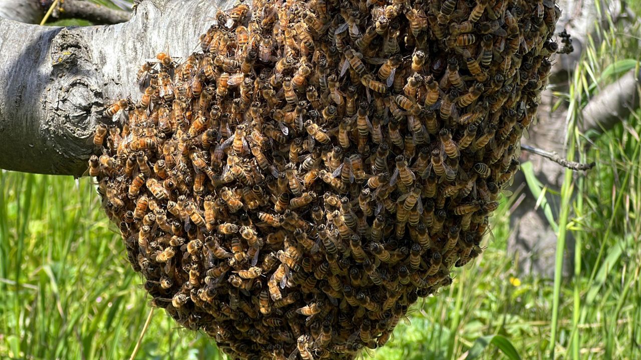 California storms hit beekeepers, but honey outlook's sweet