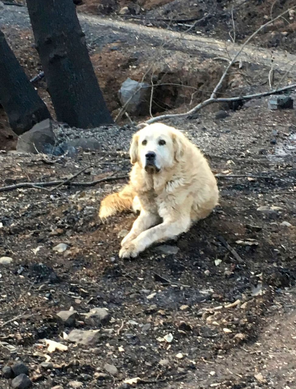 Dog that survived California wildfire guarded home for weeks
