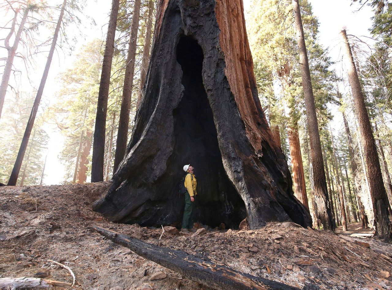 Sequoia National Park opens Giant Forest that survived fire