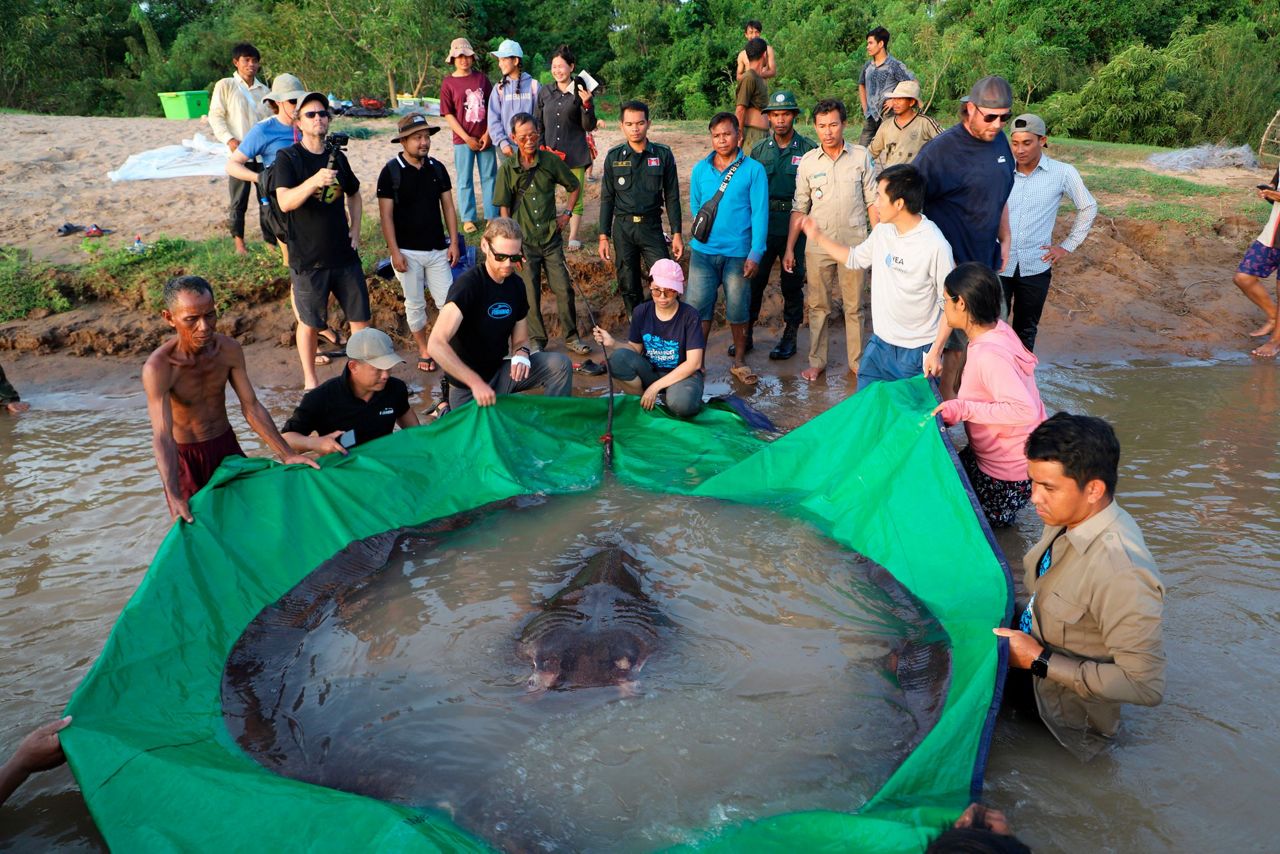 Cambodian catches world's largest recorded freshwater fish