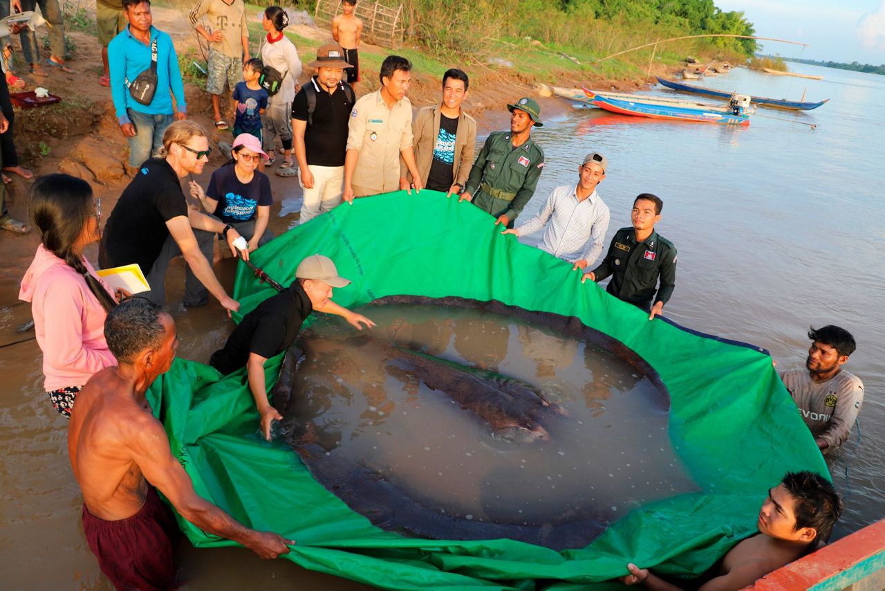 Cambodian catches world's largest recorded freshwater fish