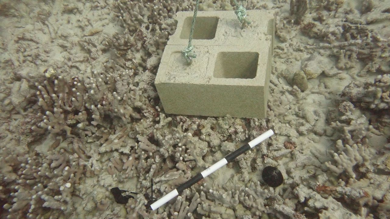 DLNR assesses reef damage from canoe race flags