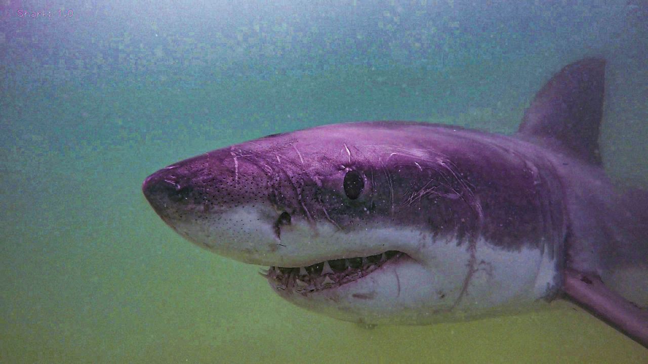 Researchers document 55 more white sharks in Cape Cod waters