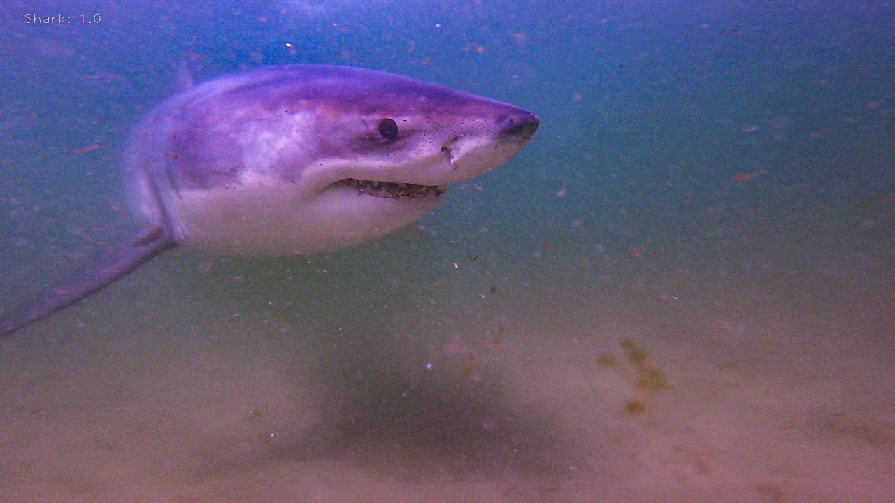 Researchers document 55 more white sharks in Cape Cod waters
