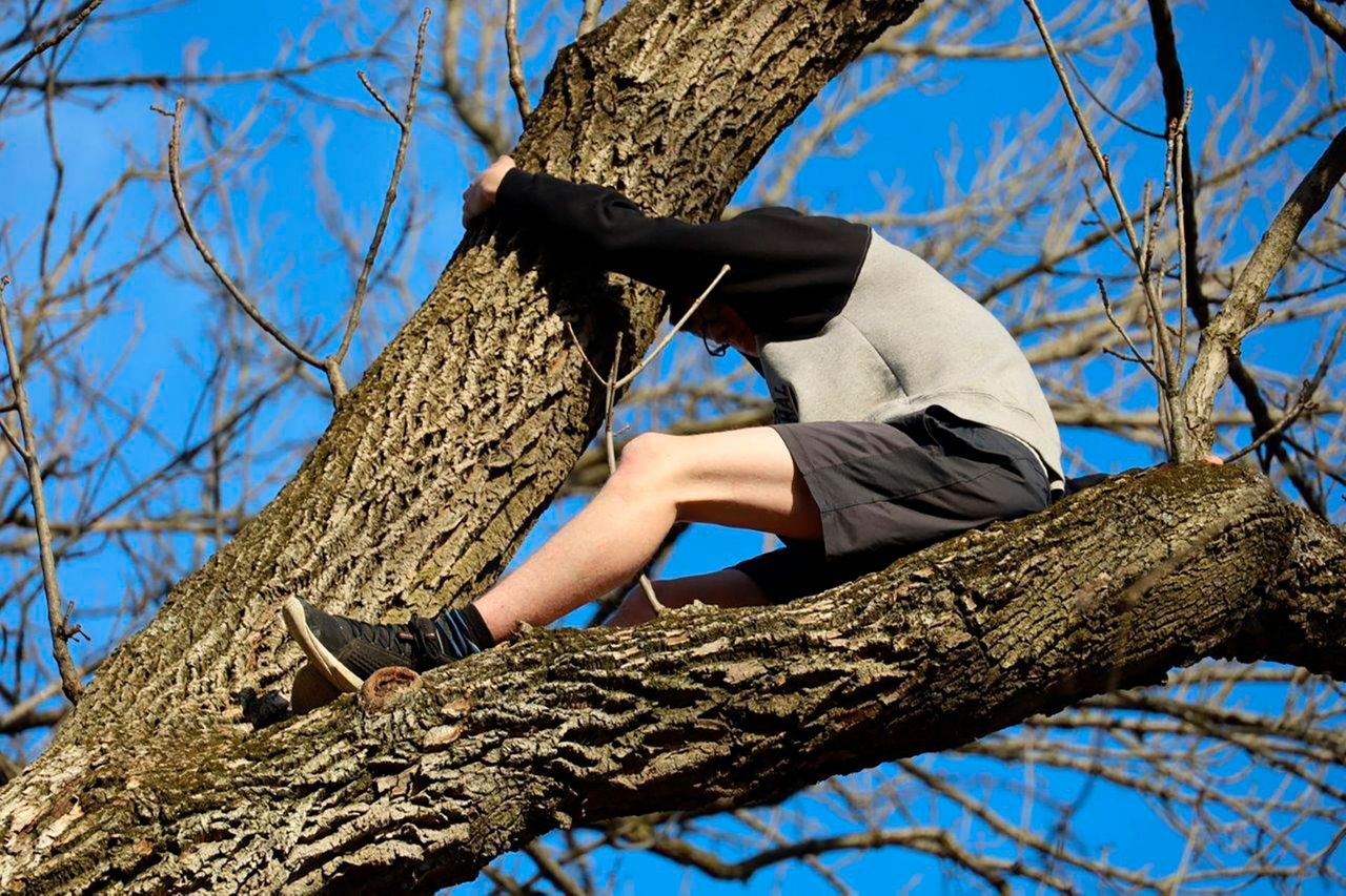 Indiana boy rescued after getting stuck in tree rescuing cat