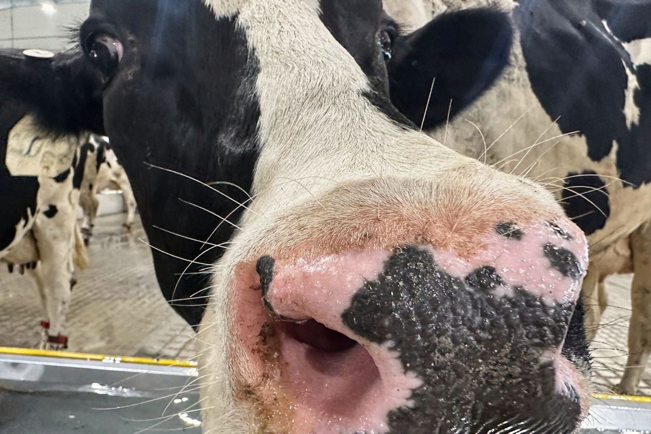 It’s moo-ving day for dairy cattle at Michigan State University