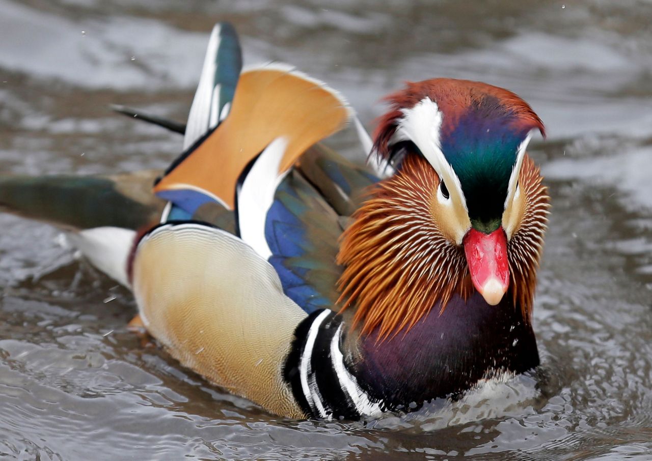 Quackarazzi: Mandarin duck holds NYC in its spell
