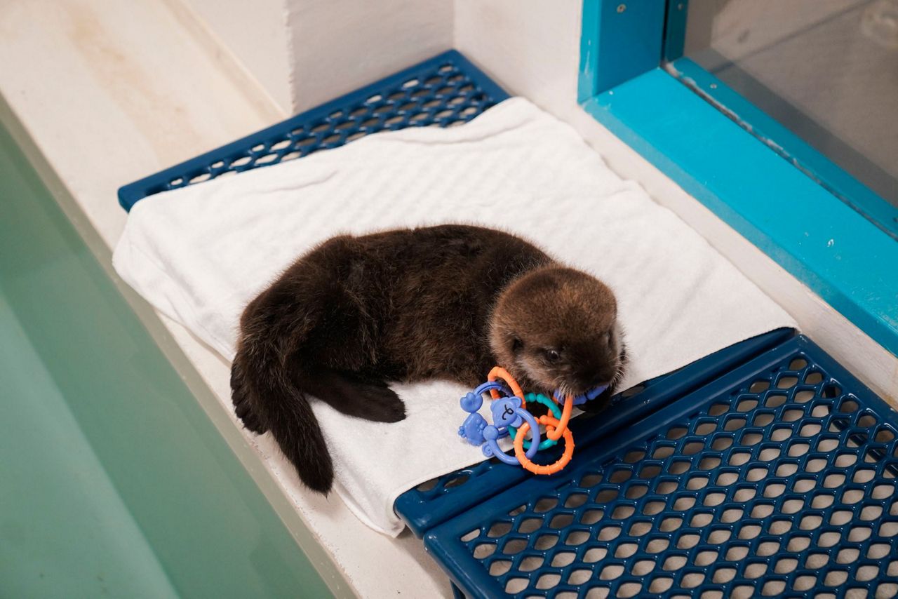 A sea otter pup found alone in Alaska has a new home at Chicago's Shedd ...