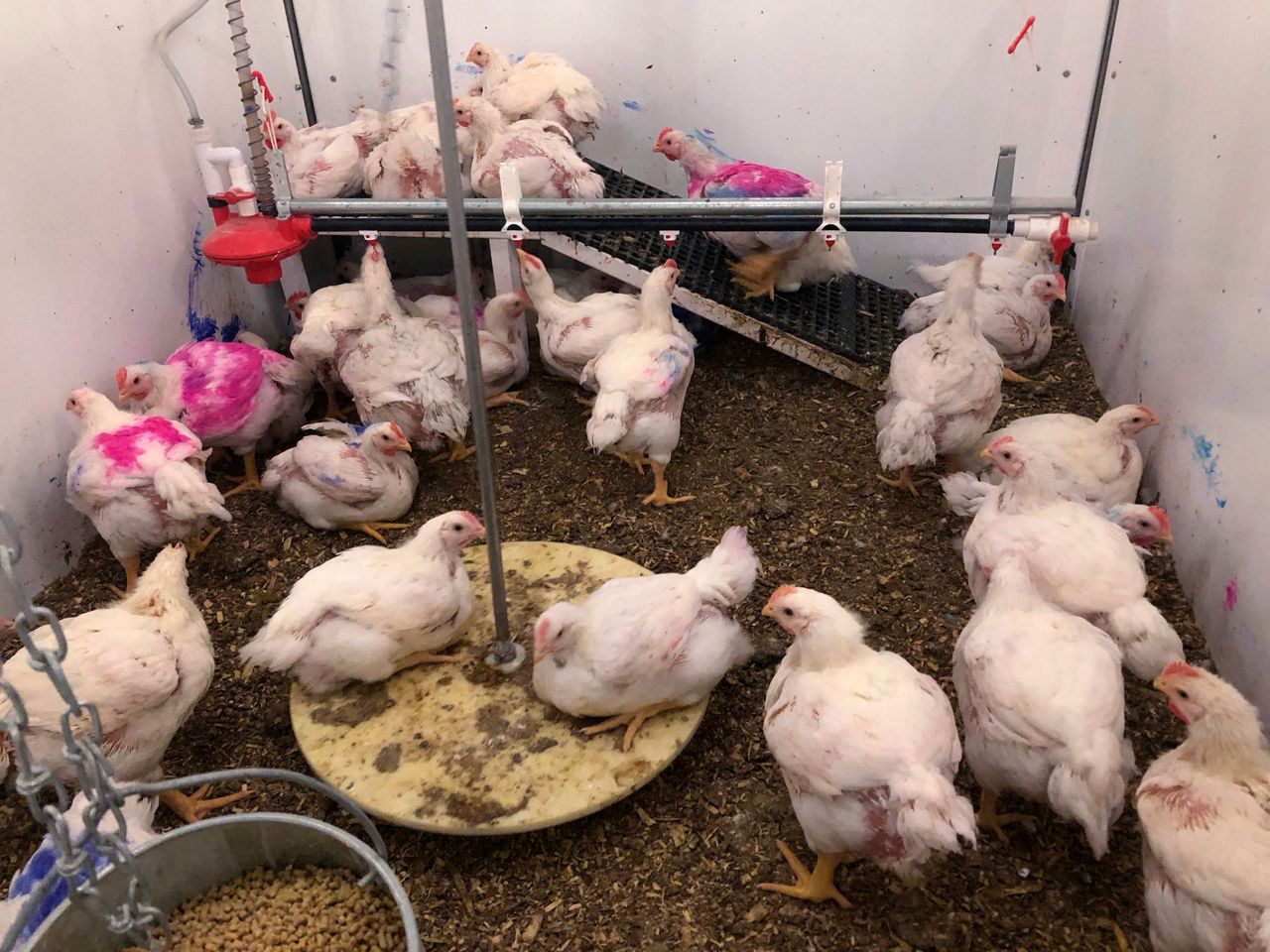 What makes chickens happy? Nobody is quite sure