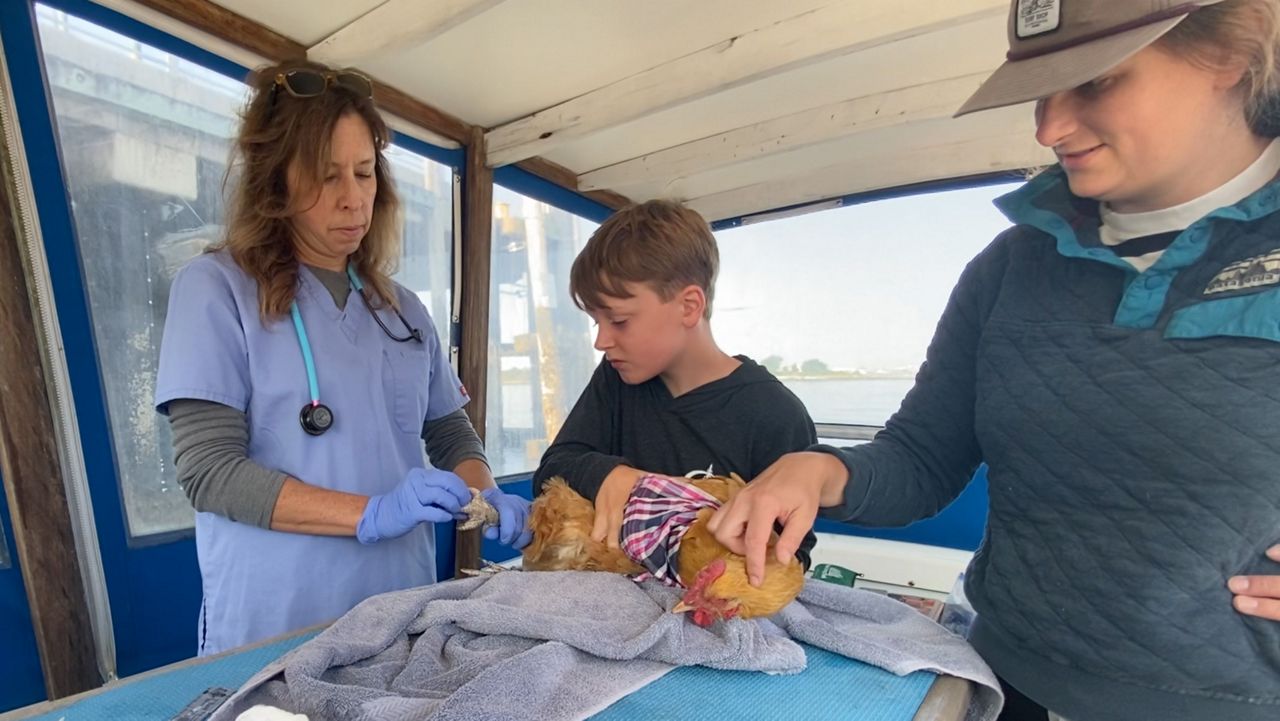 Vet makes house calls for Maine island animals