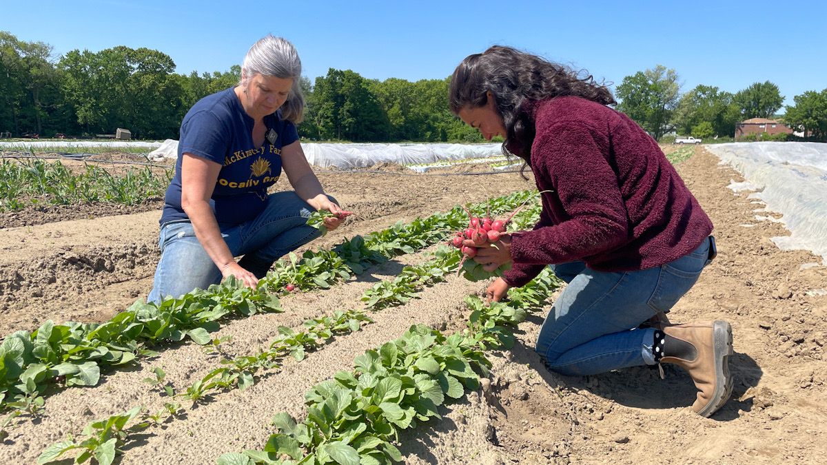 McKinstry Farms working to protect crops after cold snap