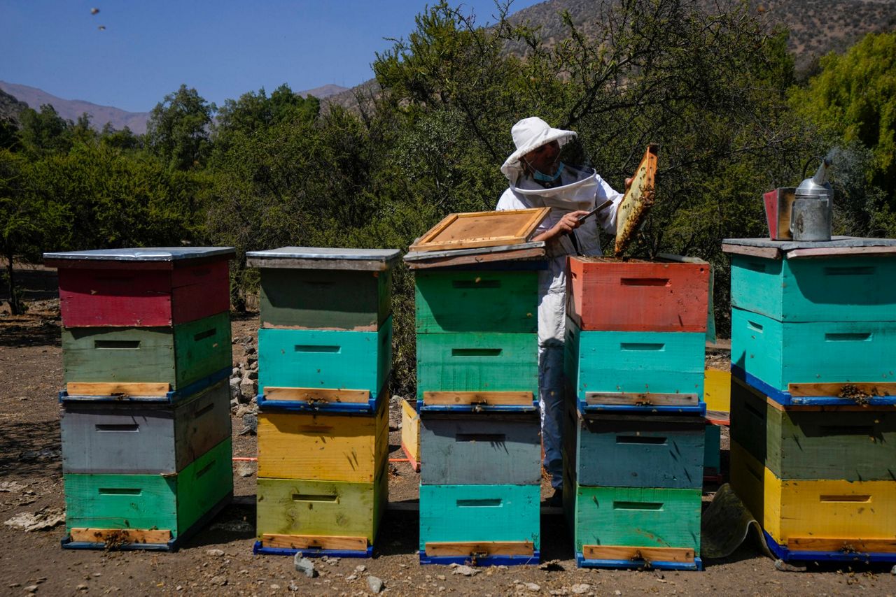 Drought, pesticides take a toll on Chile's crucial honeybees