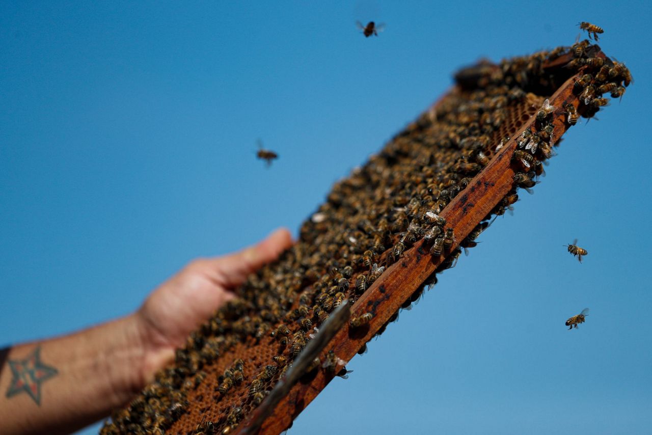 Drought, pesticides take a toll on Chile's crucial honeybees