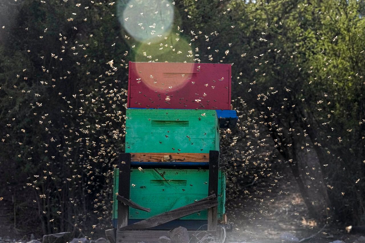 Drought, pesticides take a toll on Chile's crucial honeybees