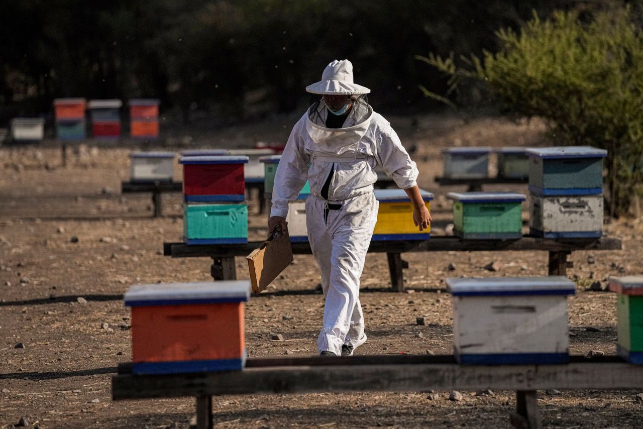 Drought, pesticides take a toll on Chile's crucial honeybees