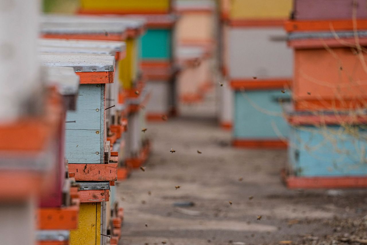 Drought, pesticides take a toll on Chile's crucial honeybees