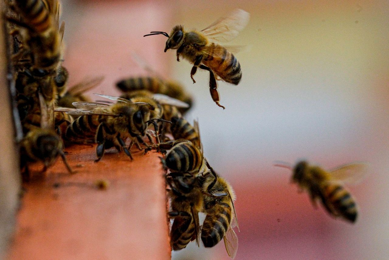 Drought, pesticides take a toll on Chile's crucial honeybees