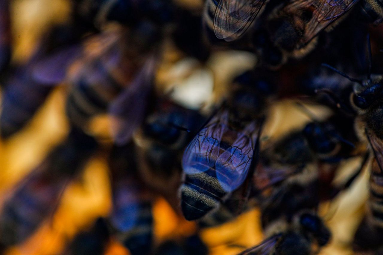 Drought, pesticides take a toll on Chile's crucial honeybees