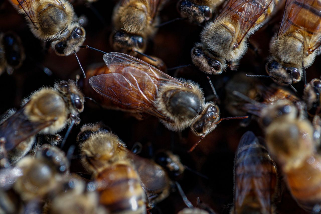 Drought, pesticides take a toll on Chile's crucial honeybees