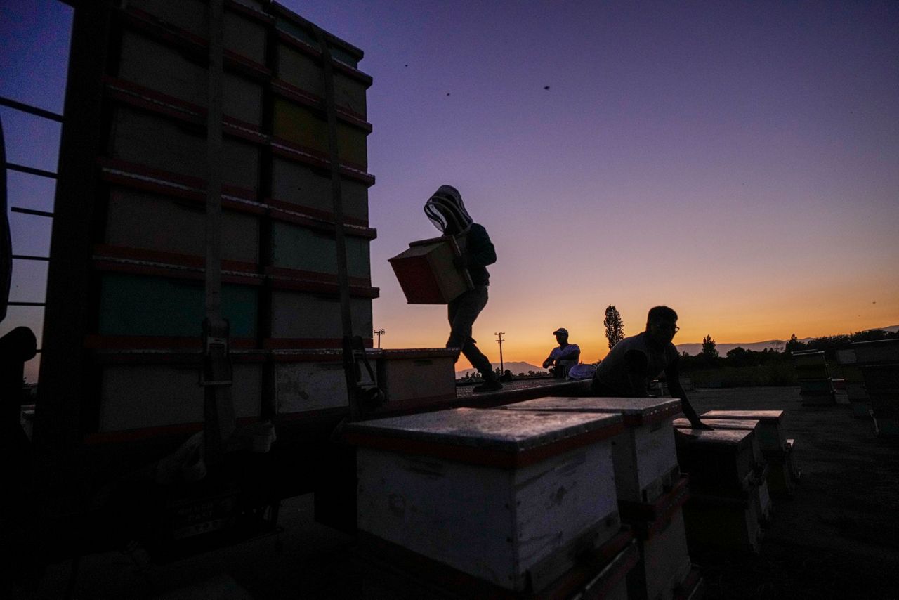 Drought, pesticides take a toll on Chile's crucial honeybees