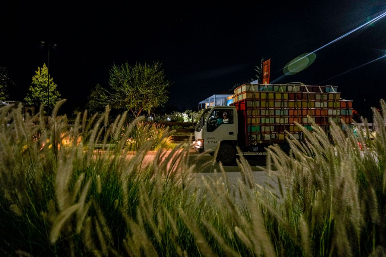 Drought, pesticides take a toll on Chile's crucial honeybees