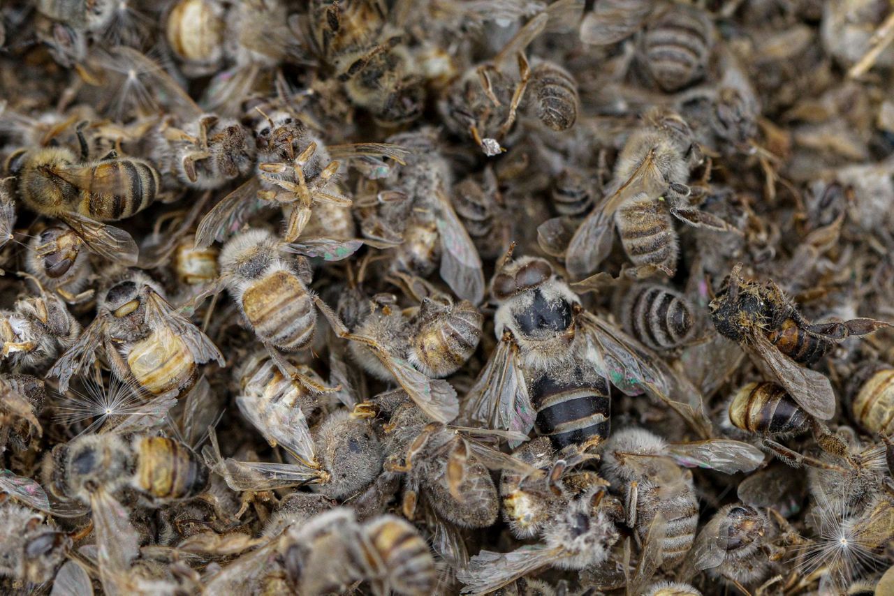 Drought, pesticides take a toll on Chile's crucial honeybees