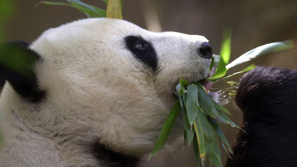 Giant pandas on their way from China to San Diego Zoo