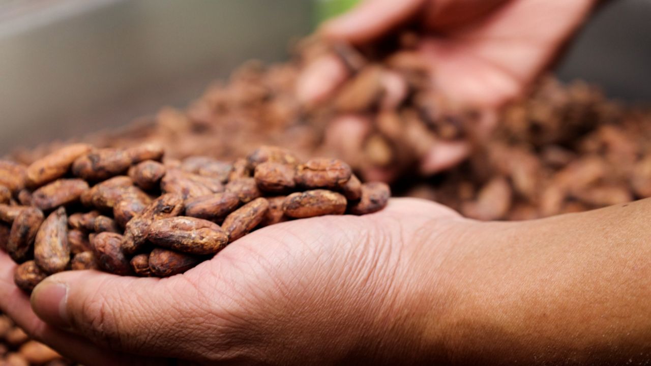 Chocolate climate change crisis