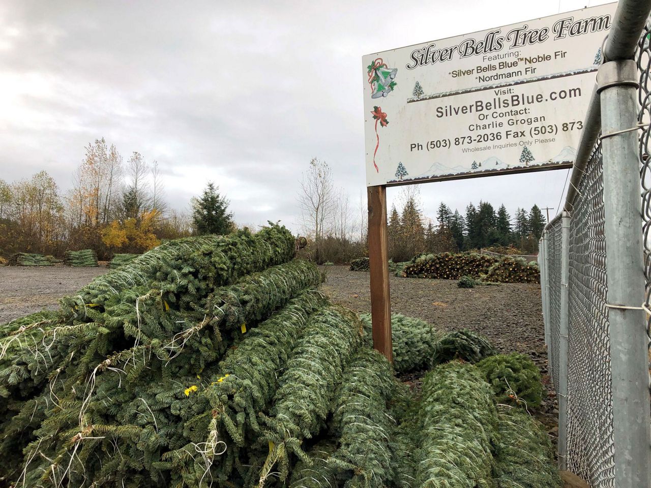 Christmas tree farmers combat popularity of artificial trees