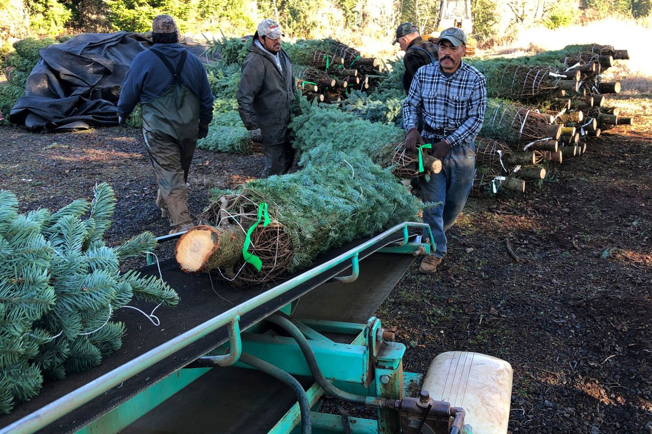 After tragedy, Oregon Christmas tree industry buoyed by bill