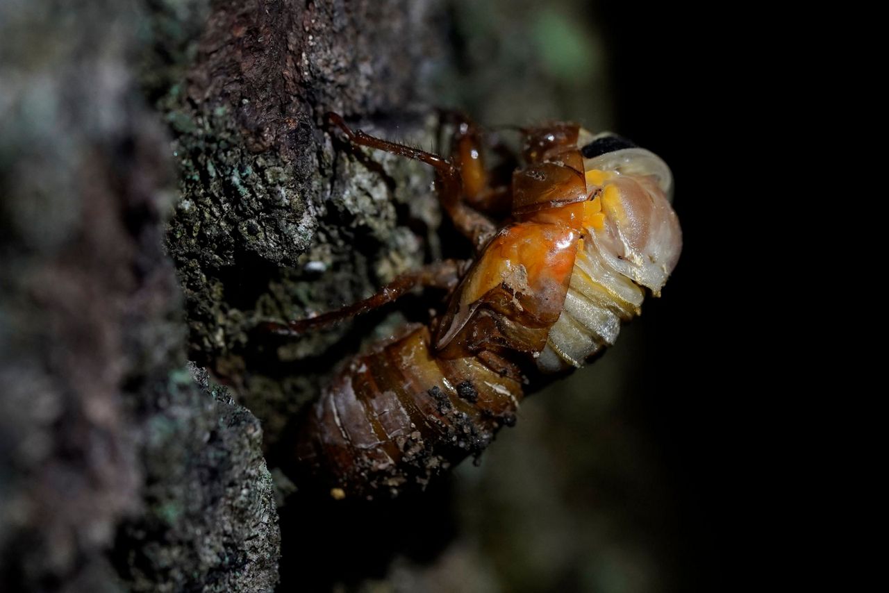 EXPLAINER: What are cicadas and why do they bug some people?