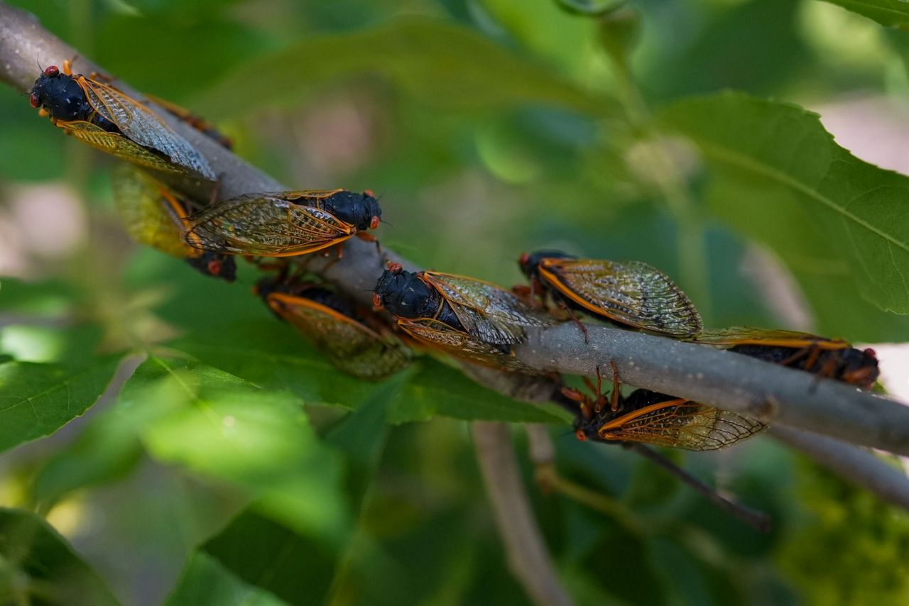 How do cicadas make their signature sound, so eerie and amazingly loud?