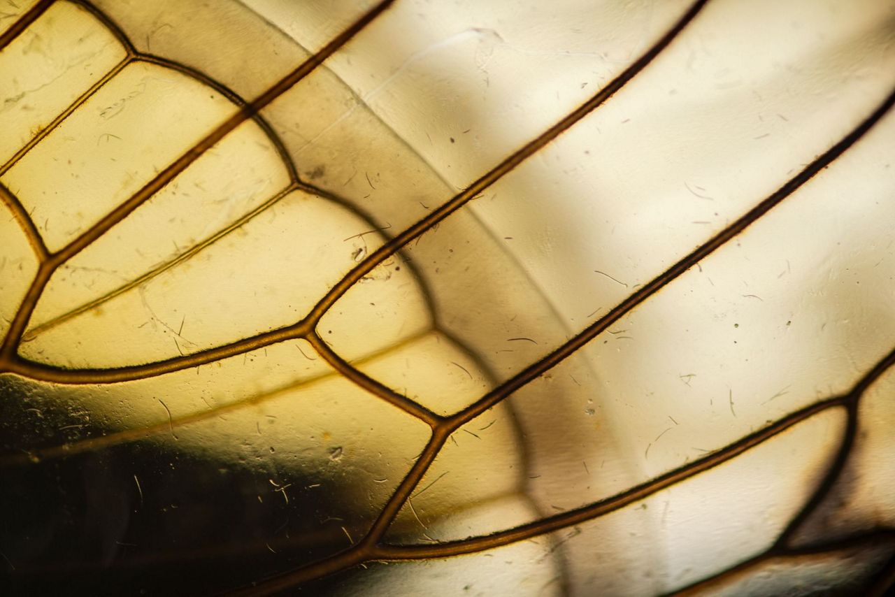 How do cicadas make their signature sound, so eerie and amazingly loud?