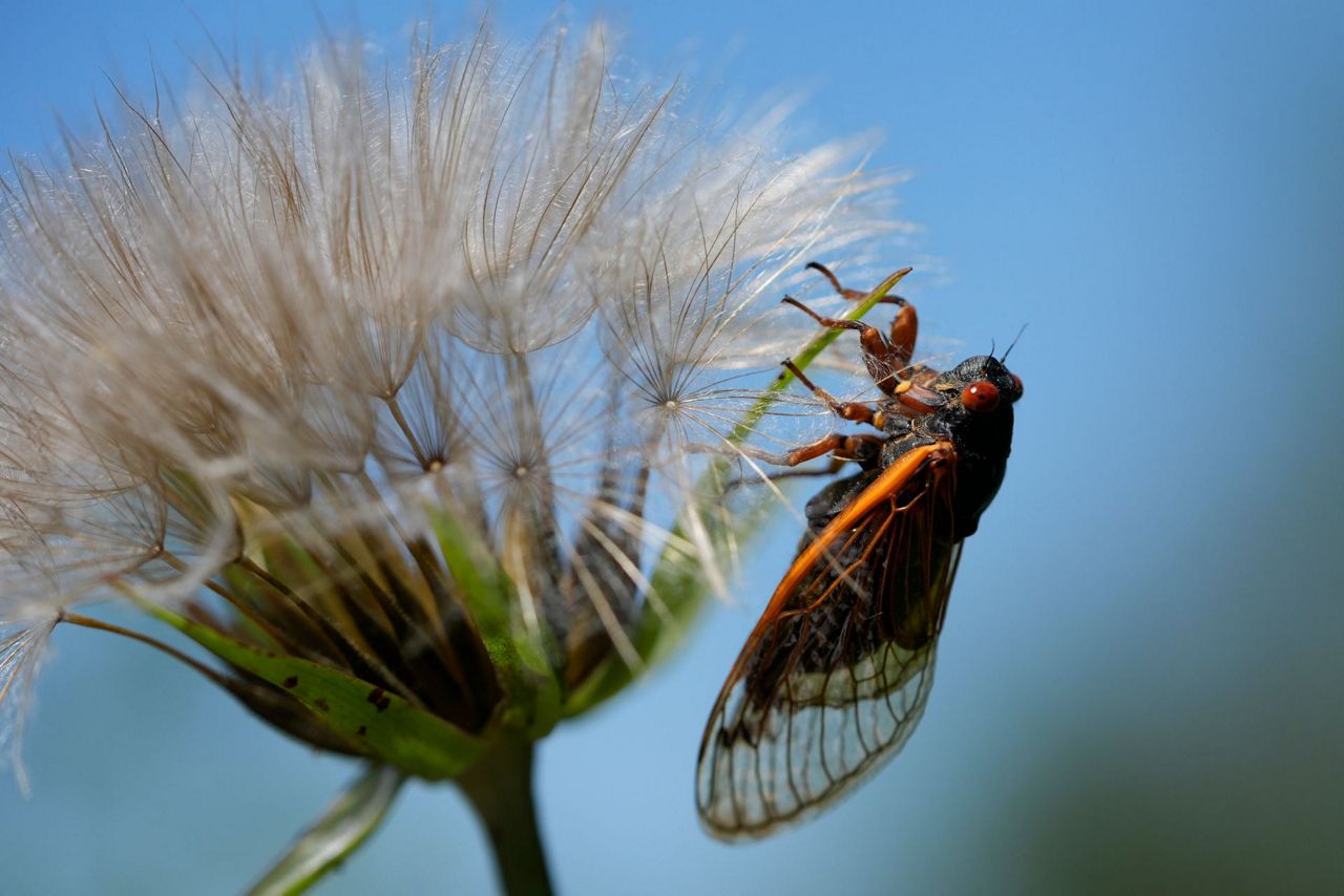 How do cicadas make their signature sound, so eerie and amazingly loud?