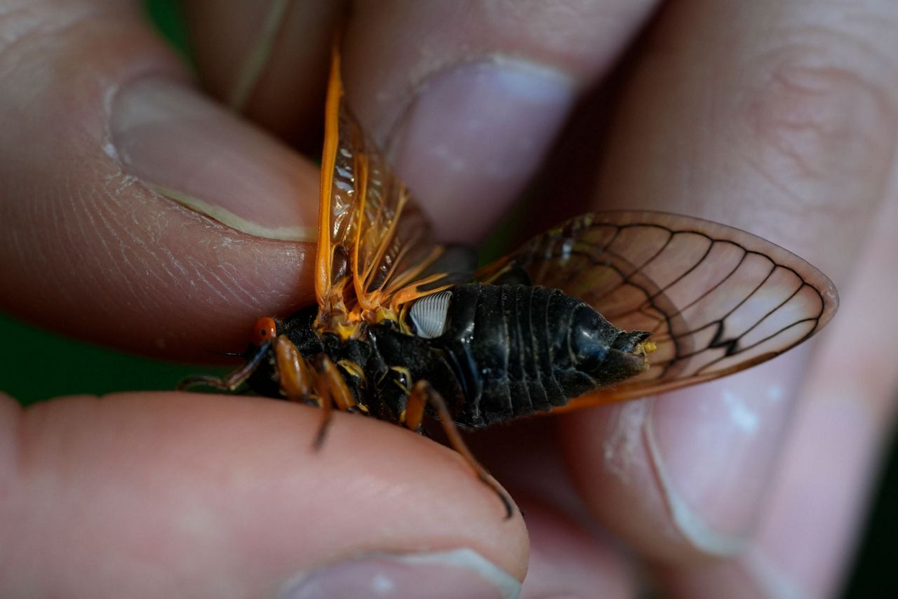 How do cicadas make their signature sound, so eerie and amazingly loud?