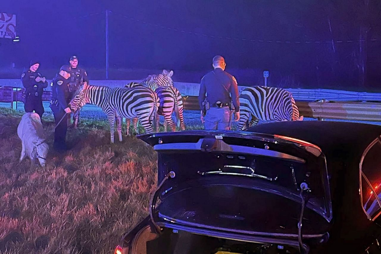 Zebras, camels and flames, oh my! Circus animals rescued after truck ...
