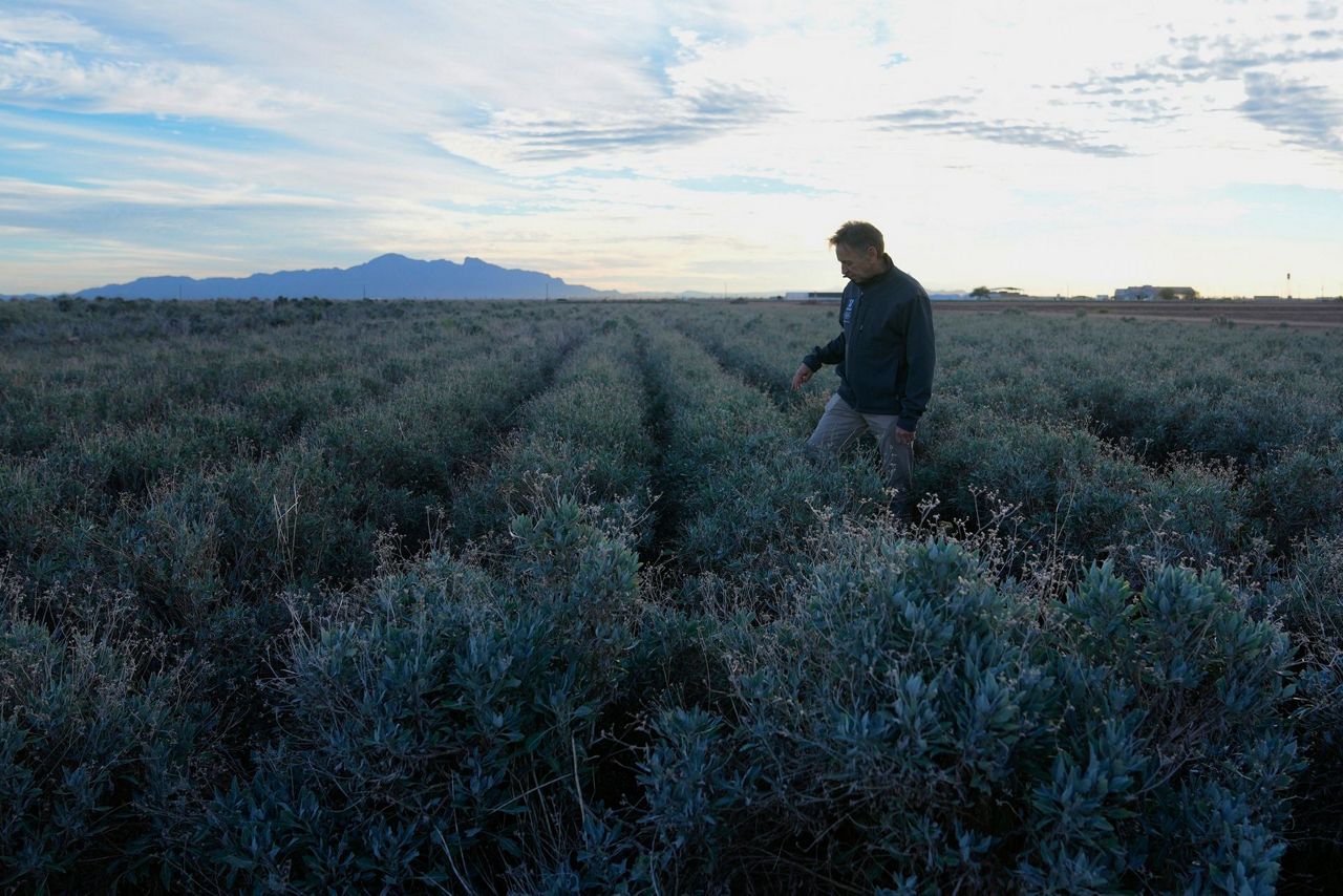 Dandelions and shrubs to replace rubber, new grains and more: Are ...