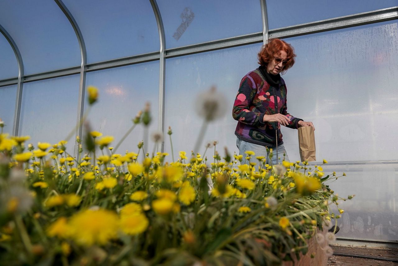 Dandelions and shrubs to replace rubber, new grains and more: Are ...