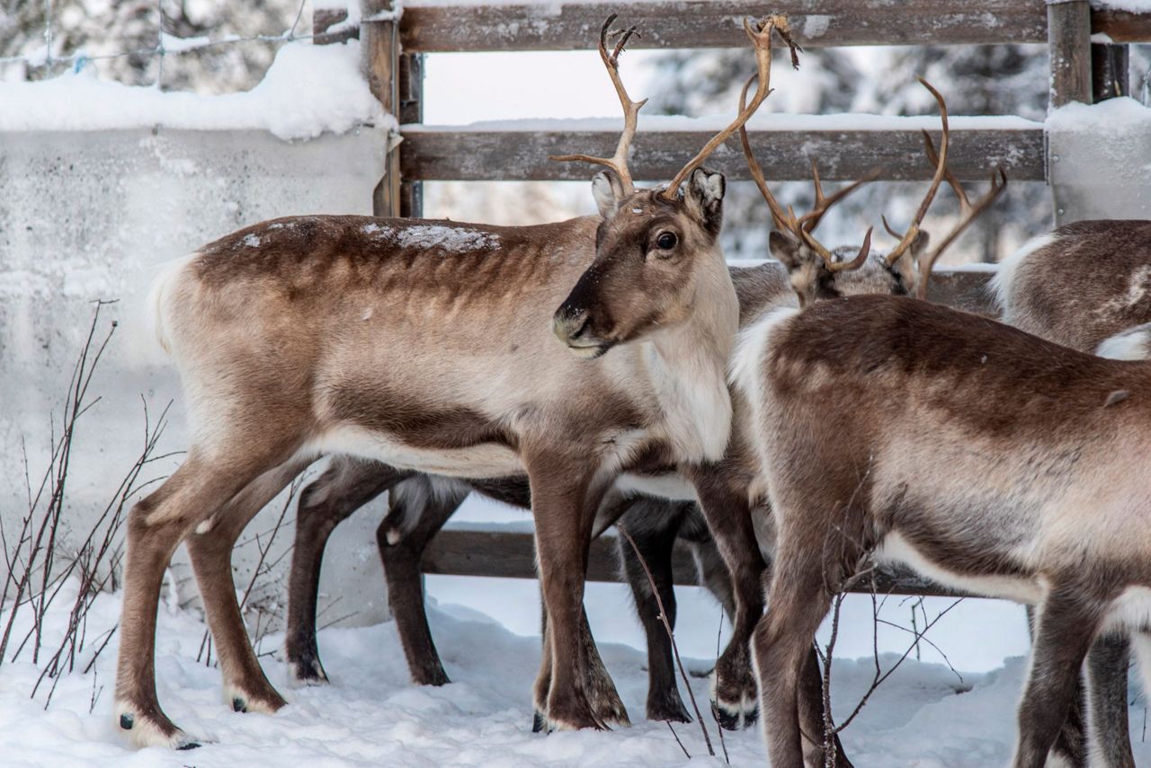In Sweden's Arctic, global warming threatens reindeer herds