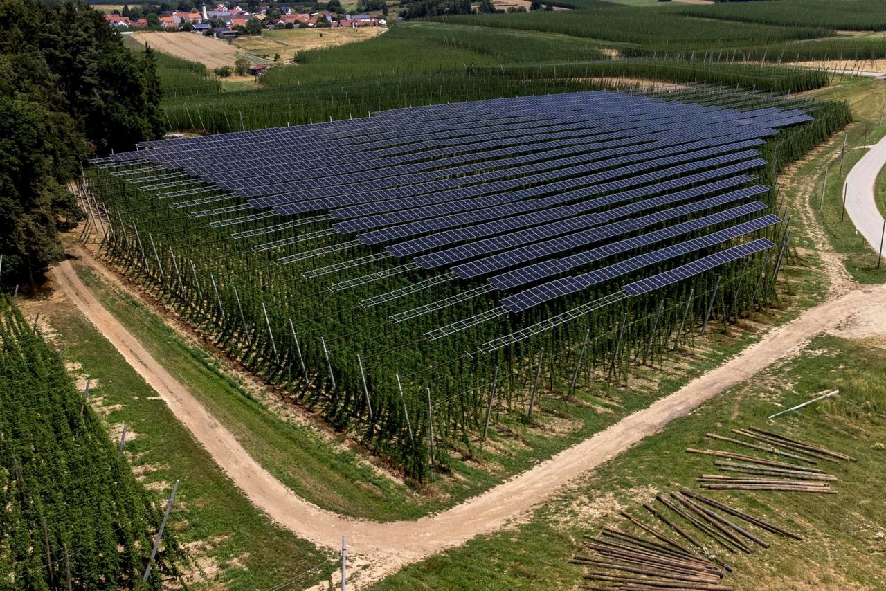 Hops for beer flourish under solar panels. They're not the only crop ...