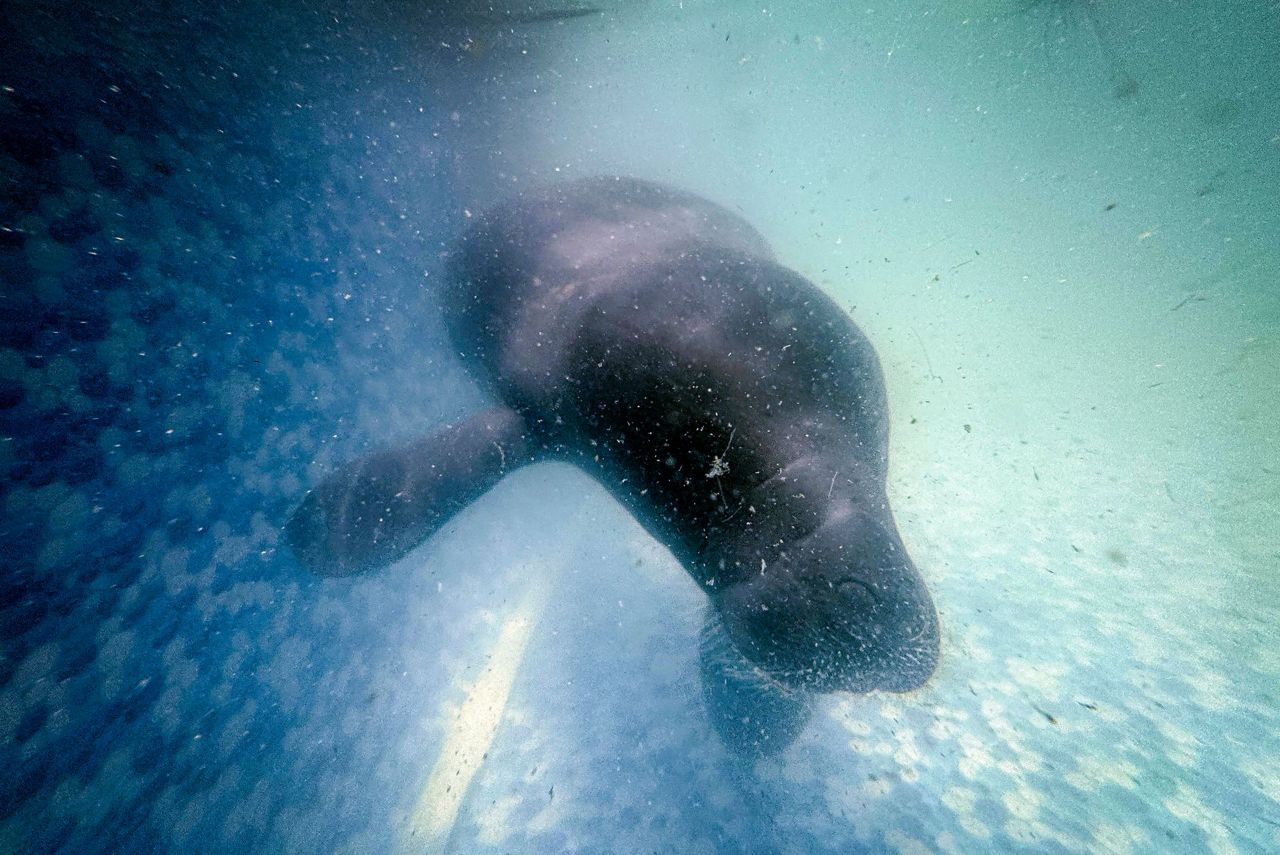 Hope floats in the Amazon as Bacuri, a young manatee, fights for survival