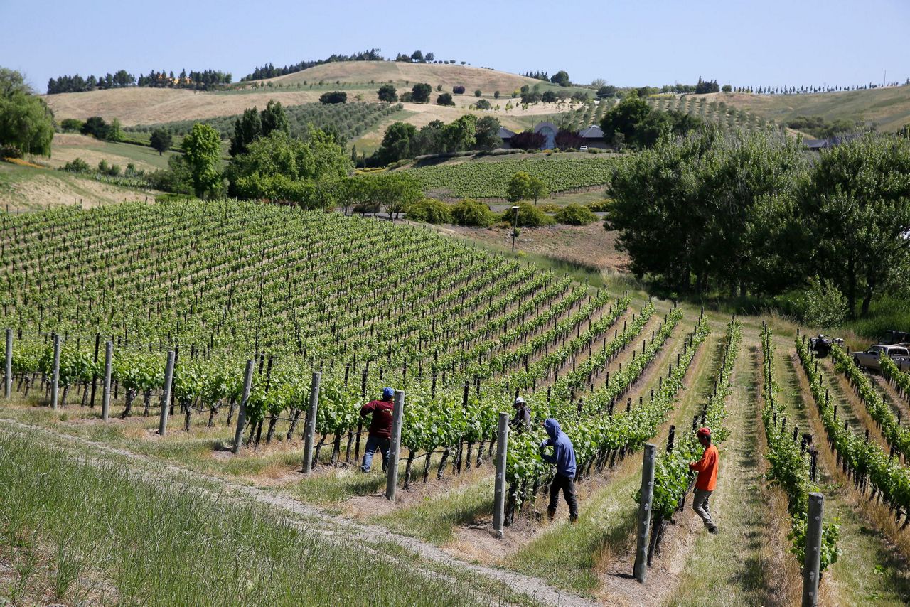 AP PHOTOS: Global warming makes its mark on wine country