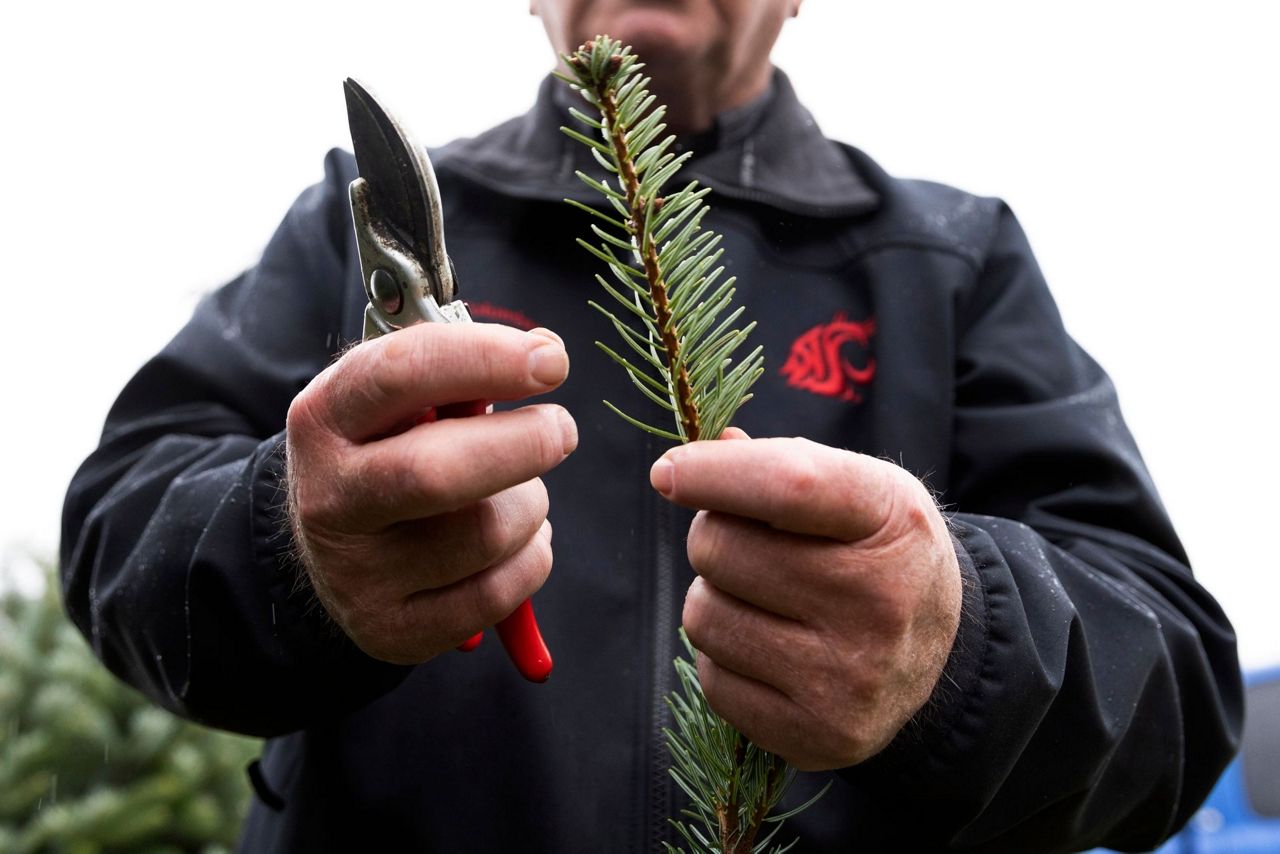 As climate warms, that perfect Christmas tree may depend on growers ...