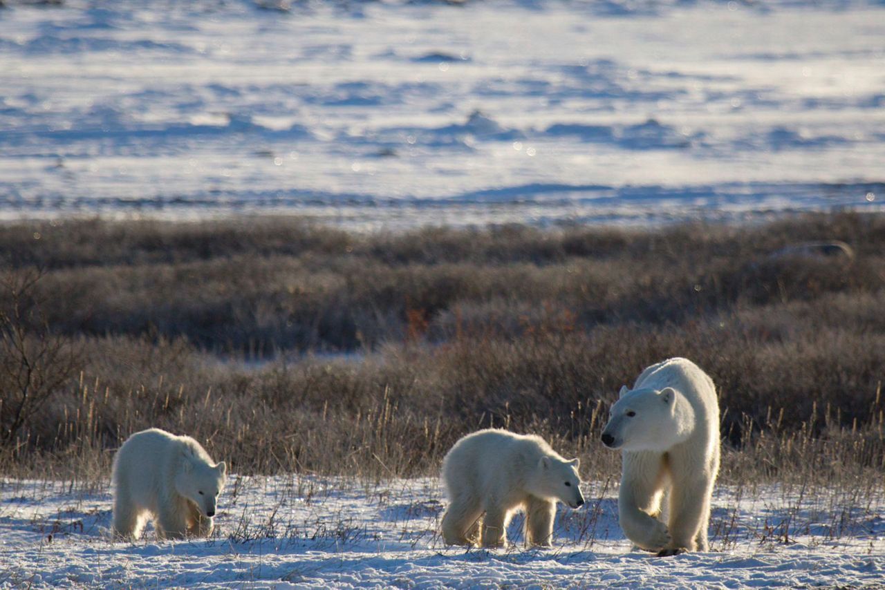 EXPLAINER: How warming affects Arctic sea ice, polar bears
