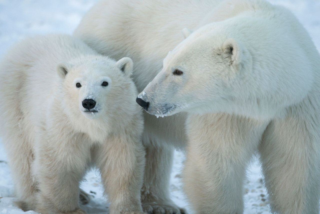 EXPLAINER: How warming affects Arctic sea ice, polar bears