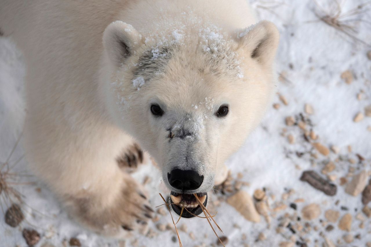 EXPLAINER: How warming affects Arctic sea ice, polar bears
