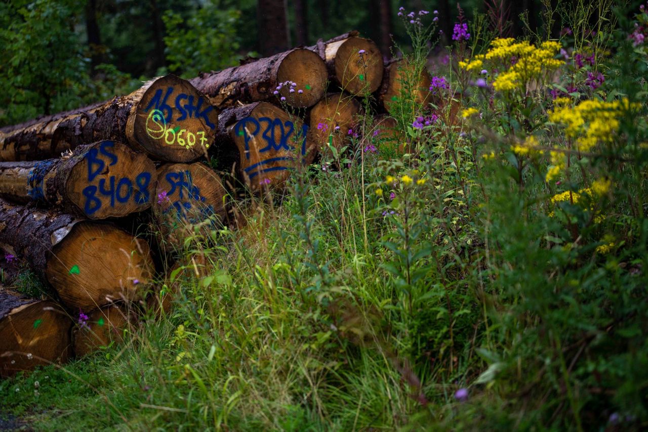 Bark beetles are eating through Germany's Harz forest. Climate change ...