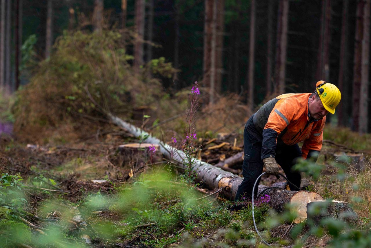 Bark beetles are eating through Germany's Harz forest. Climate change ...