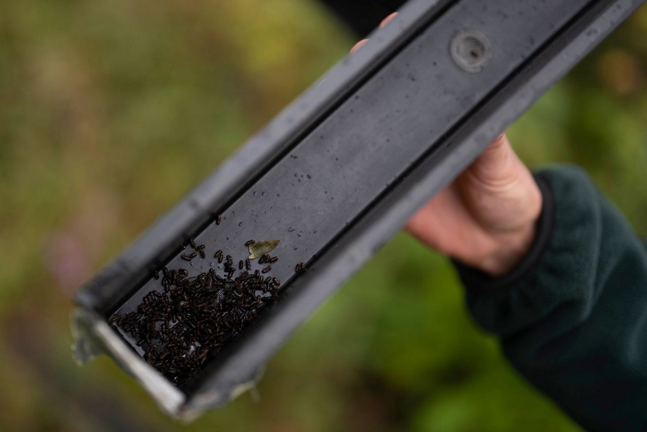 Bark beetles are eating through Germany's Harz forest. Climate change ...